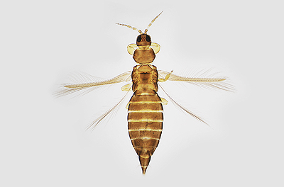 Thrips-ID English – All about thrips (Thysanoptera)
