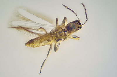 Thrips-ID English – All about thrips (Thysanoptera)