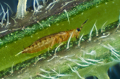 Thrips-ID English – All about thrips (Thysanoptera)