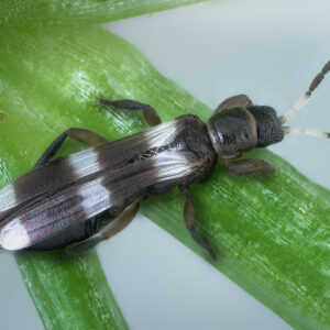 Zoomable Images – Thrips-ID English