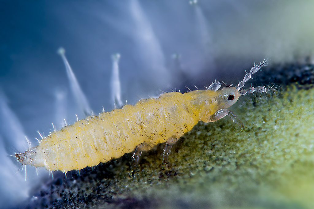 The Spread Of Western Flower Thrips Frankliniella Occidentalis Pergande ...