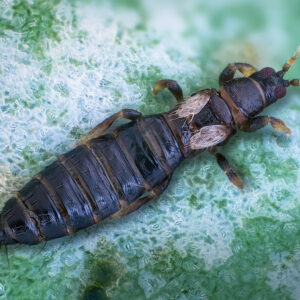 Zoomable Images – Thrips-ID English