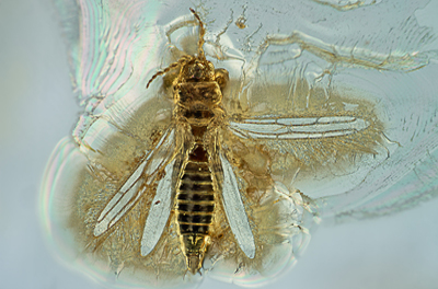 Thrips-ID English – All about thrips (Thysanoptera)