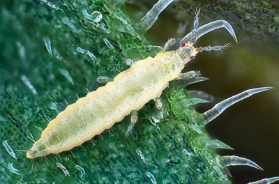 Thrips-ID English – All about thrips (Thysanoptera)