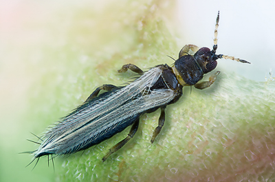 Thrips-ID English – All about thrips (Thysanoptera)