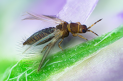 Thrips-ID English – All about thrips (Thysanoptera)