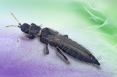 Thrips-ID English – All about thrips (Thysanoptera)