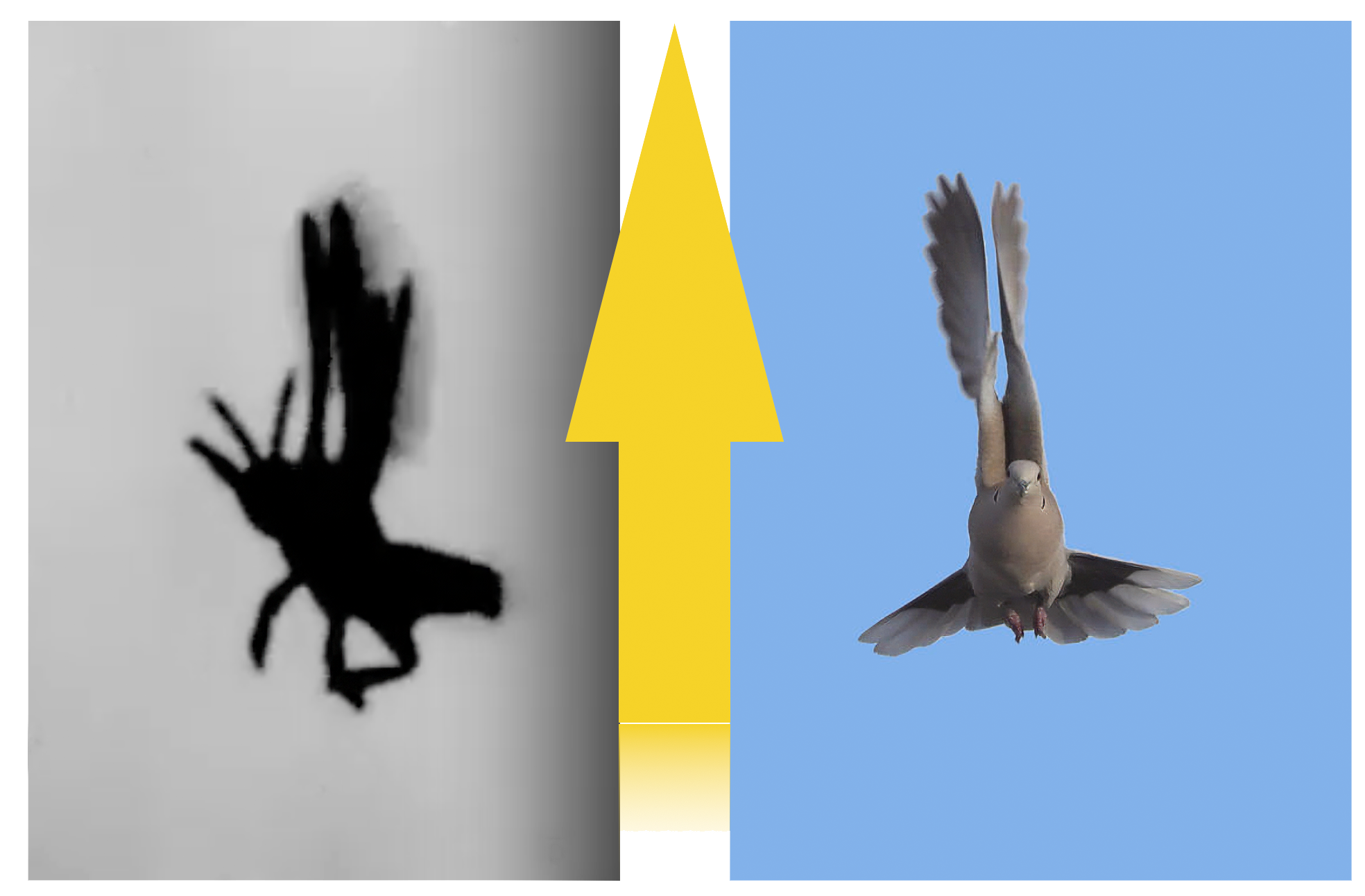 Flight – Thrips-ID English